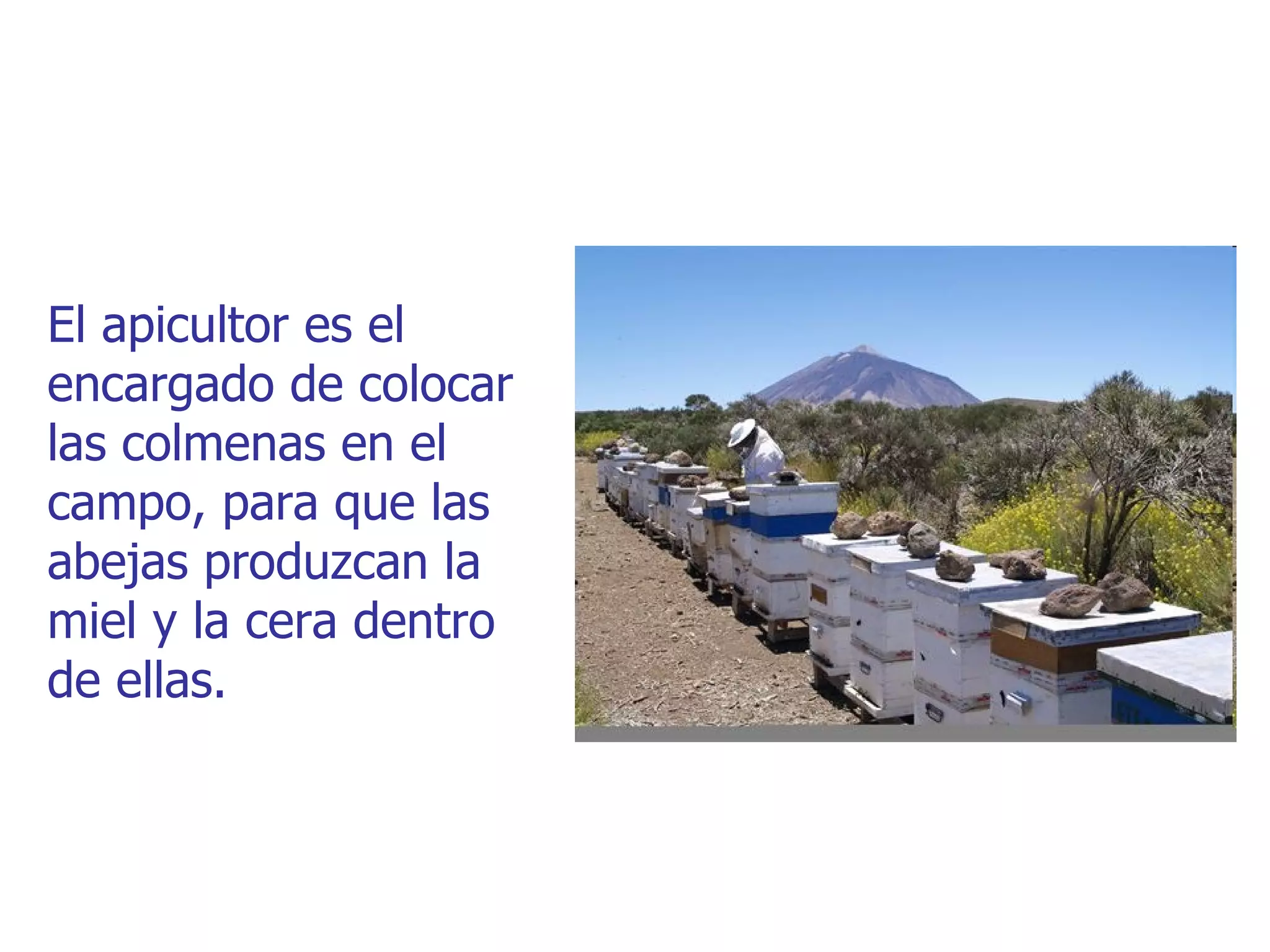 Abejas | PPT