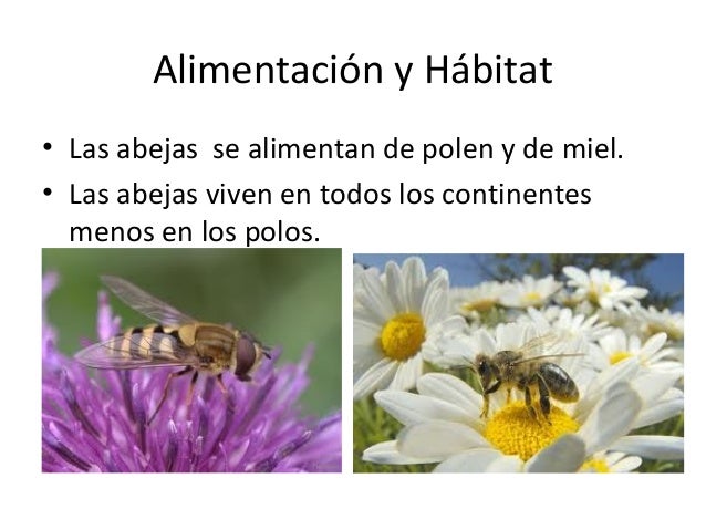 Abejas