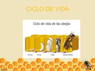 Abejas | PPTX