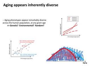 Genetic regulation of human brain aging | PDF