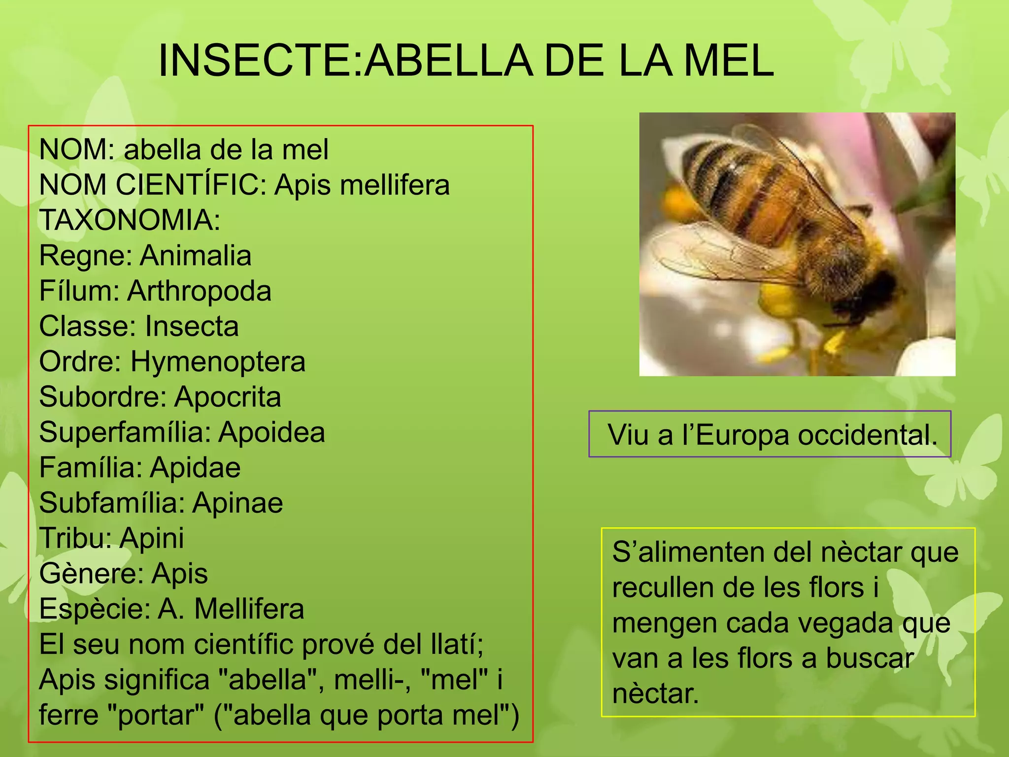 Abella de la mel | PPT