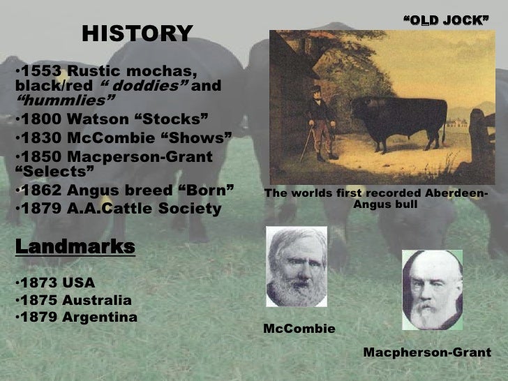 Aberdeen angus cattle