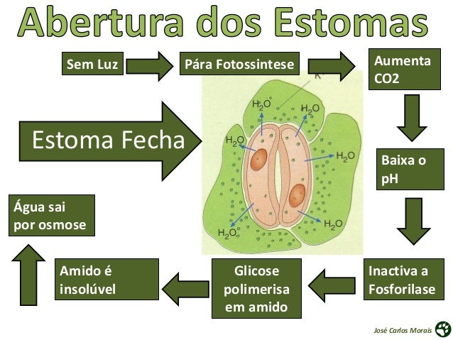 Abertura dos estomas