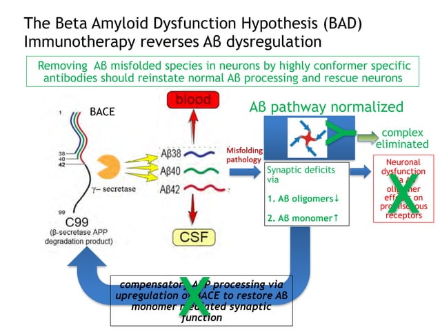 Beta Amyloid Dysfunction Hypothesis in Alzheimer`s Disease | PDF