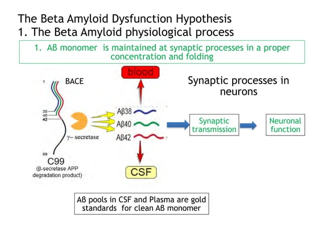 Beta Amyloid Dysfunction Hypothesis in Alzheimer`s Disease | PDF