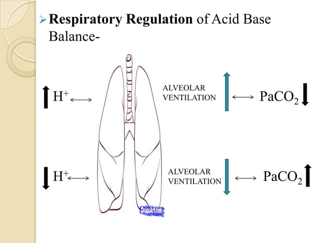 ABG Interpretation | PPTX | Lung and Respiratory Health | Diseases and ...