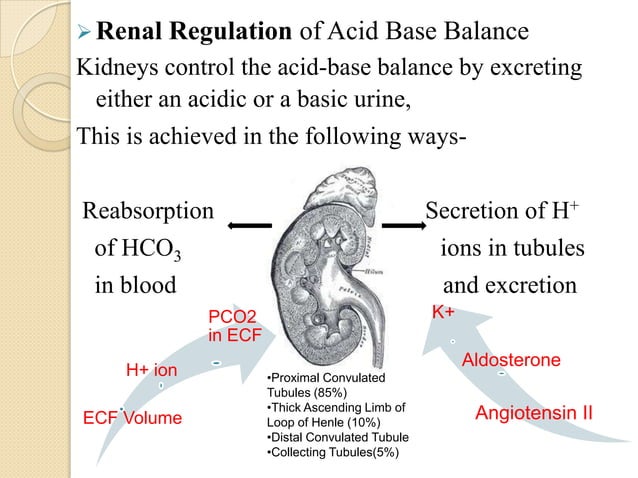 ABG Interpretation | PPTX | Lung and Respiratory Health | Diseases and ...