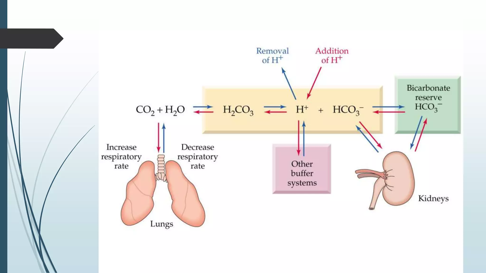 Arterial Blood Gases interpretation .pptx