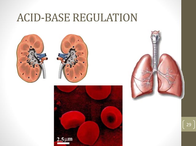 Acid Base Balance Arterial Blood Gas Analysis Pptx