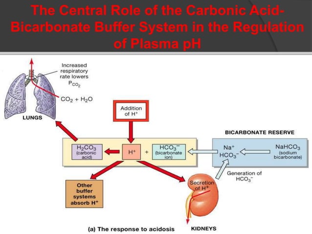 Acid base and ABG interpretation in ICU | PPT
