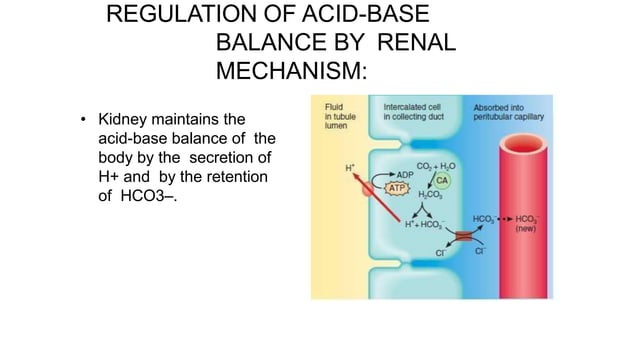 ABG in liver disease.pptx