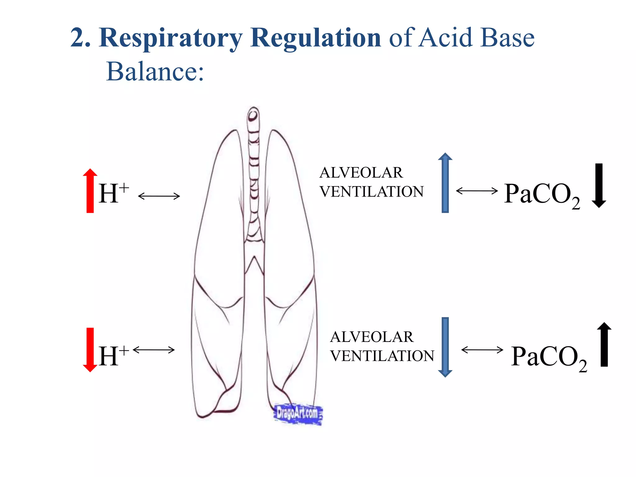Arterial Blood Gas Interpretation | PPTX