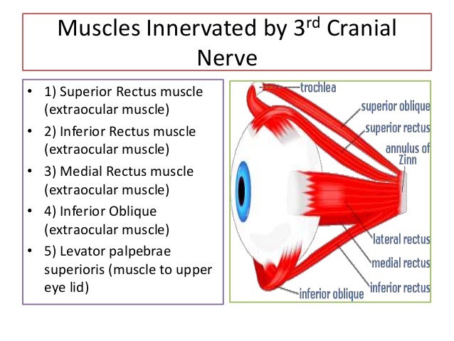 Eye Cranial Nerves And Muscles