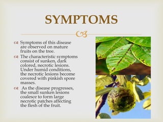 disease of guava & pomegranate | PPTX
