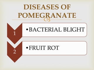 disease of guava & pomegranate | PPTX