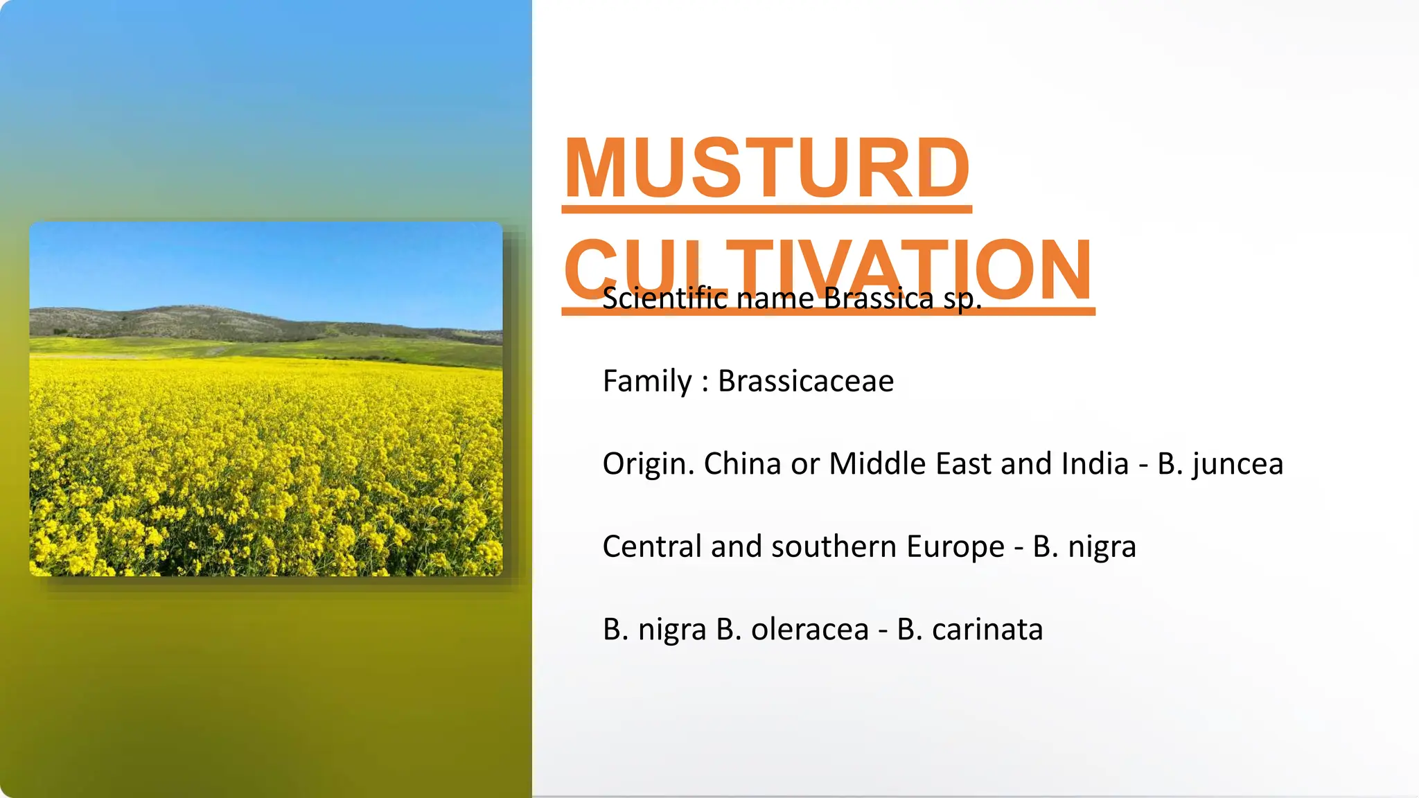 Advance cultivation of mustard in the world | PPTX
