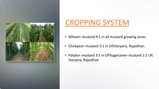 Advance cultivation of mustard in the world | PPTX