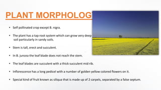 Advance cultivation of mustard in the world | PPTX
