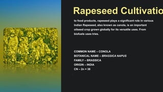 Advance cultivation of rapeseed in india | PPTX