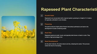 Advance cultivation of rapeseed in india | PPTX