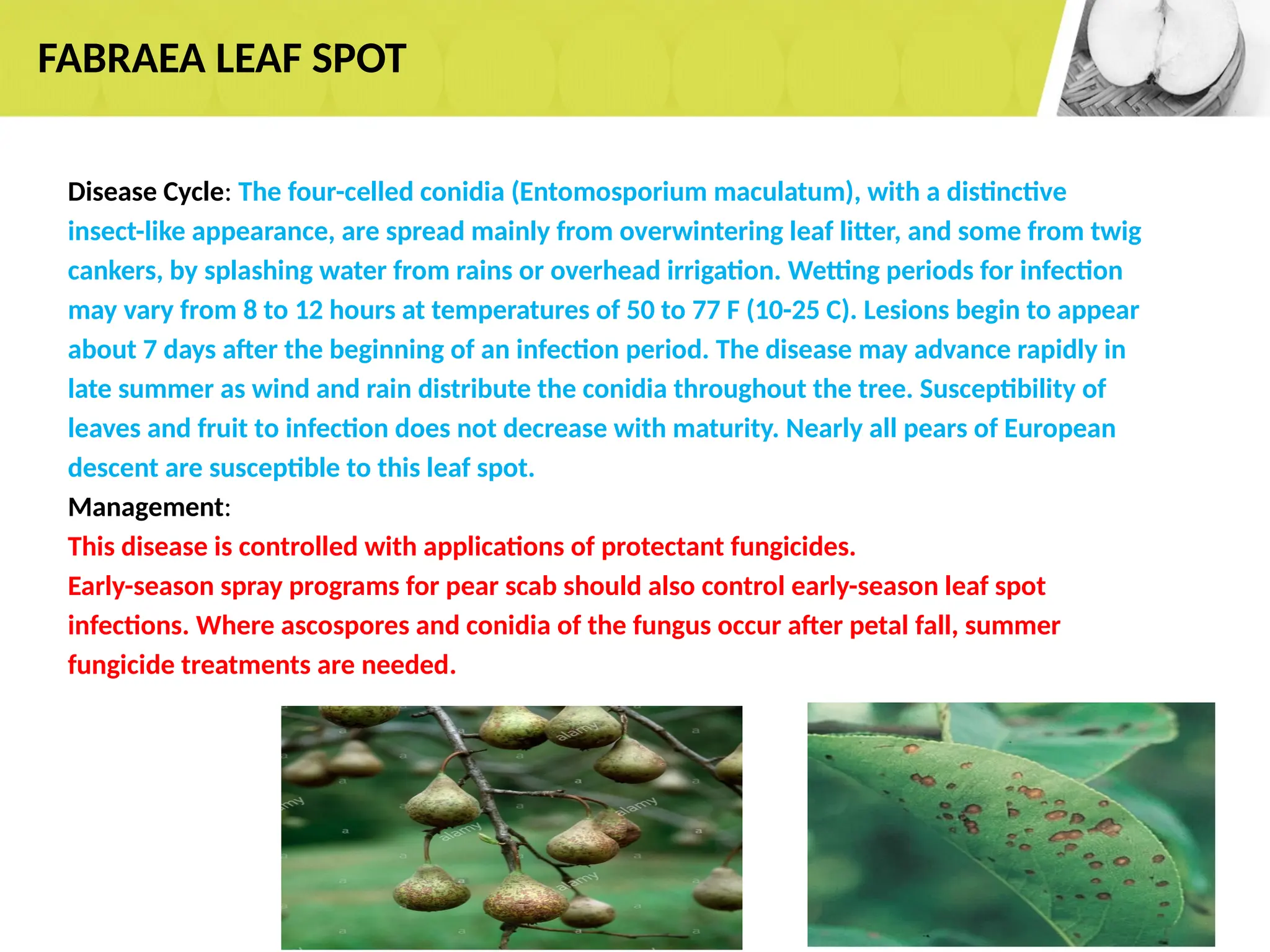 diseases of pear and its management measures | PPTX