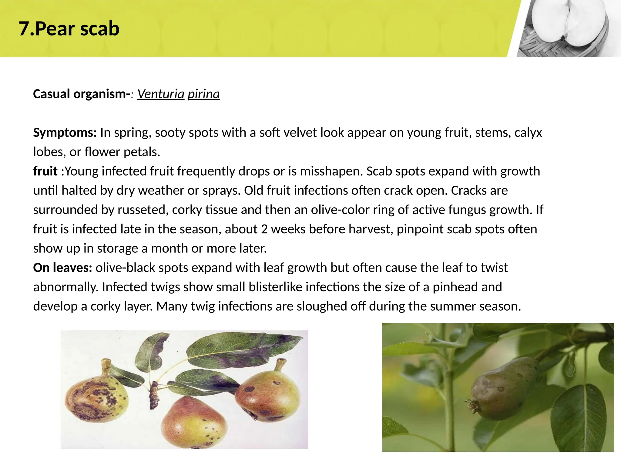 diseases of pear and its management measures | PPTX