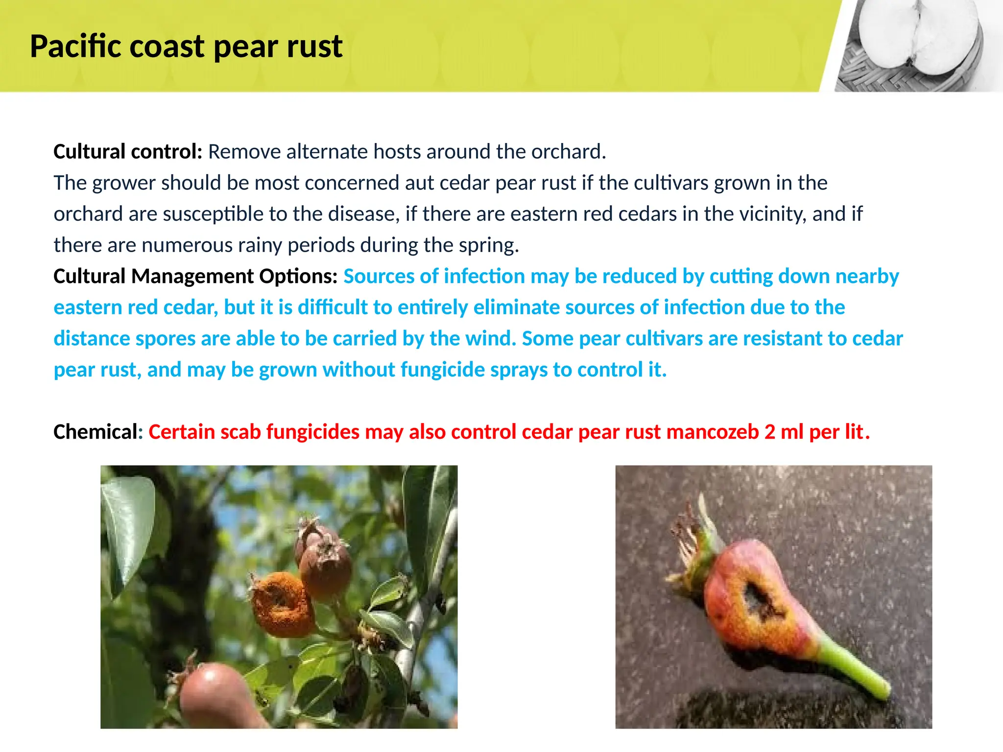diseases of pear and its management measures | PPTX