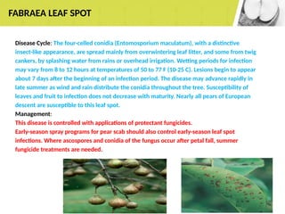 diseases of pear and its management measures | PPT