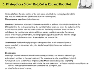 diseases of pear and its management measures | PPT
