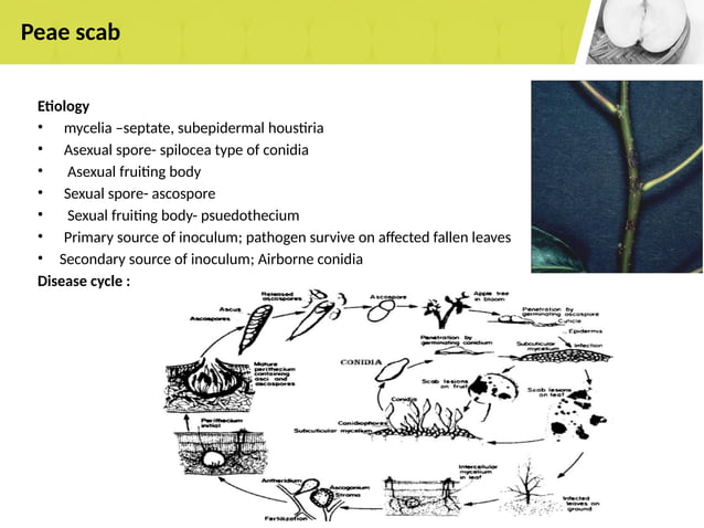 diseases of pear and its management measures | PPT