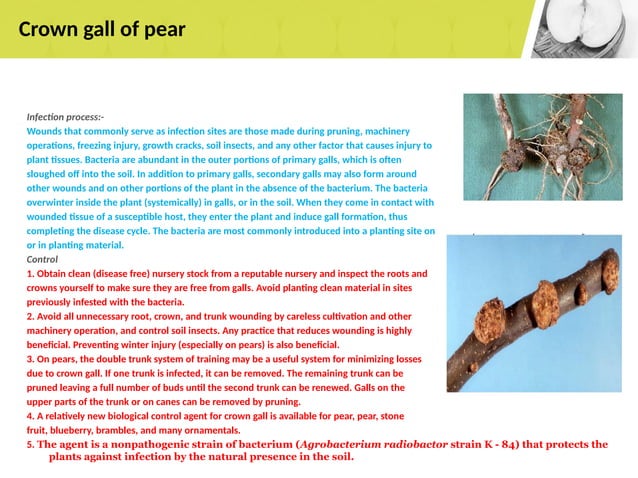 diseases of pear and its management measures | PPT