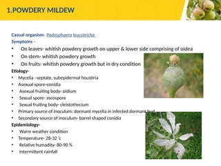 diseases of pear and its management measures | PPTX