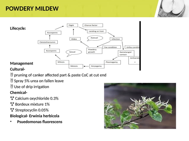 diseases of pear and its management measures | PPT
