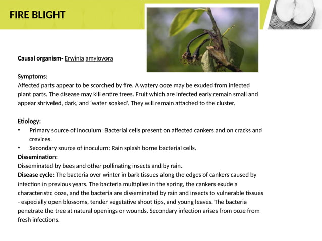 diseases of pear and its management measures | PPT