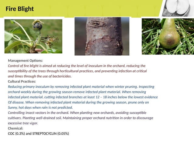 diseases of pear and its management measures | PPT