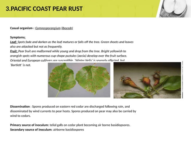 diseases of pear and its management measures | PPT