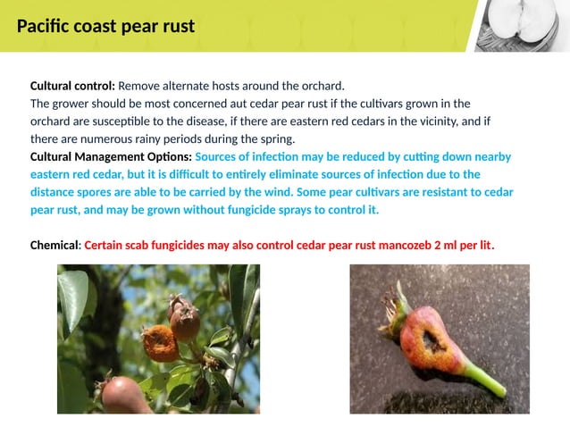 diseases of pear and its management measures | PPT
