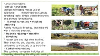 Rice.pptx