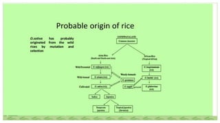 Rice.pptx