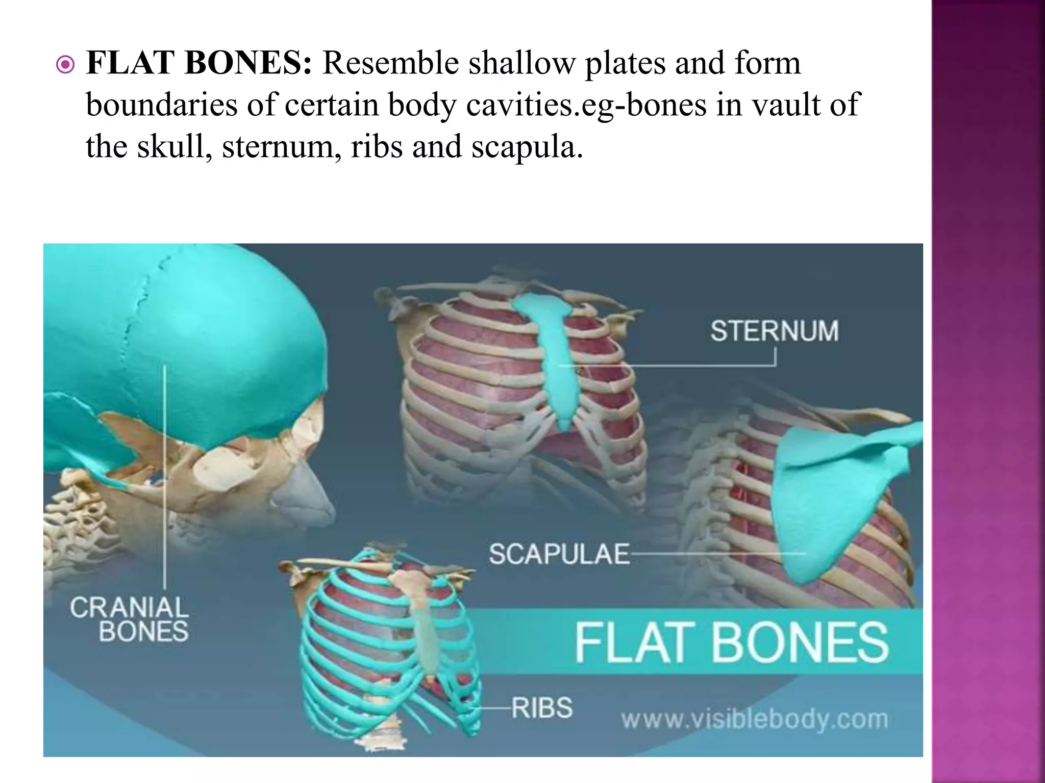 Bones, muscles and joints | PPTX