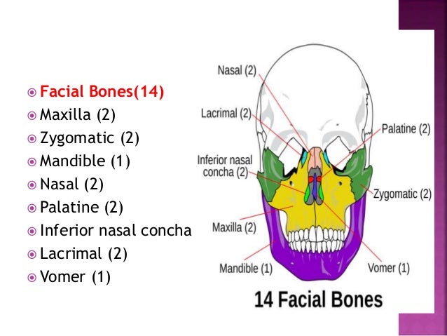 Bones of the Human Skeleton