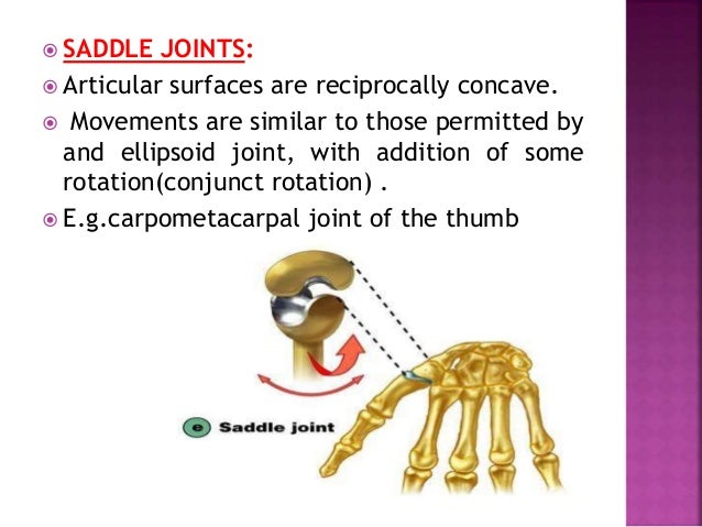 Bones, muscles and joints