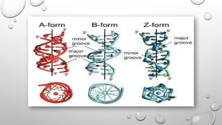 DNA AND DOUBLE HELIX STRUCTURE OF DNA PPT | PPTX