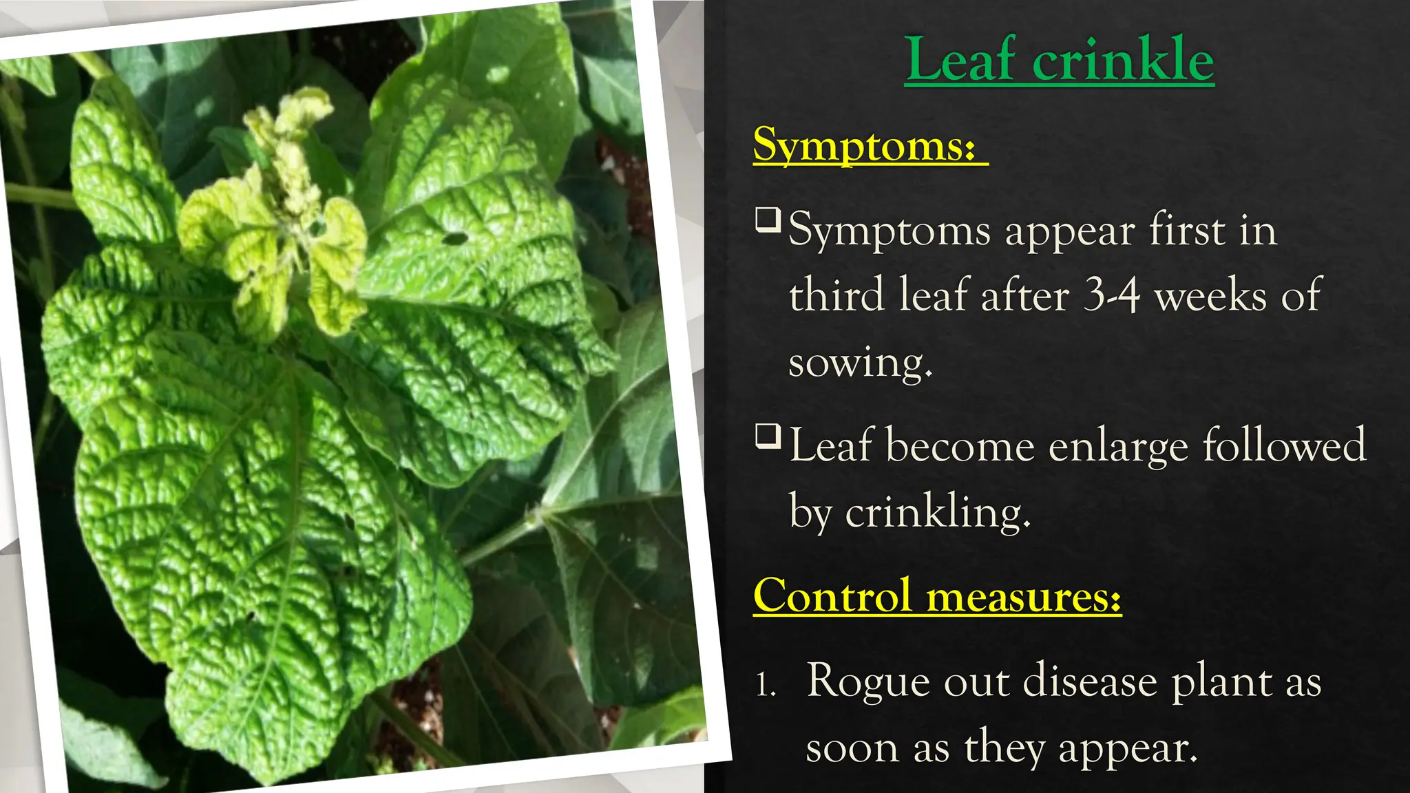 Mungbean_Disease_ & _Pests_Abhishek_.pptx