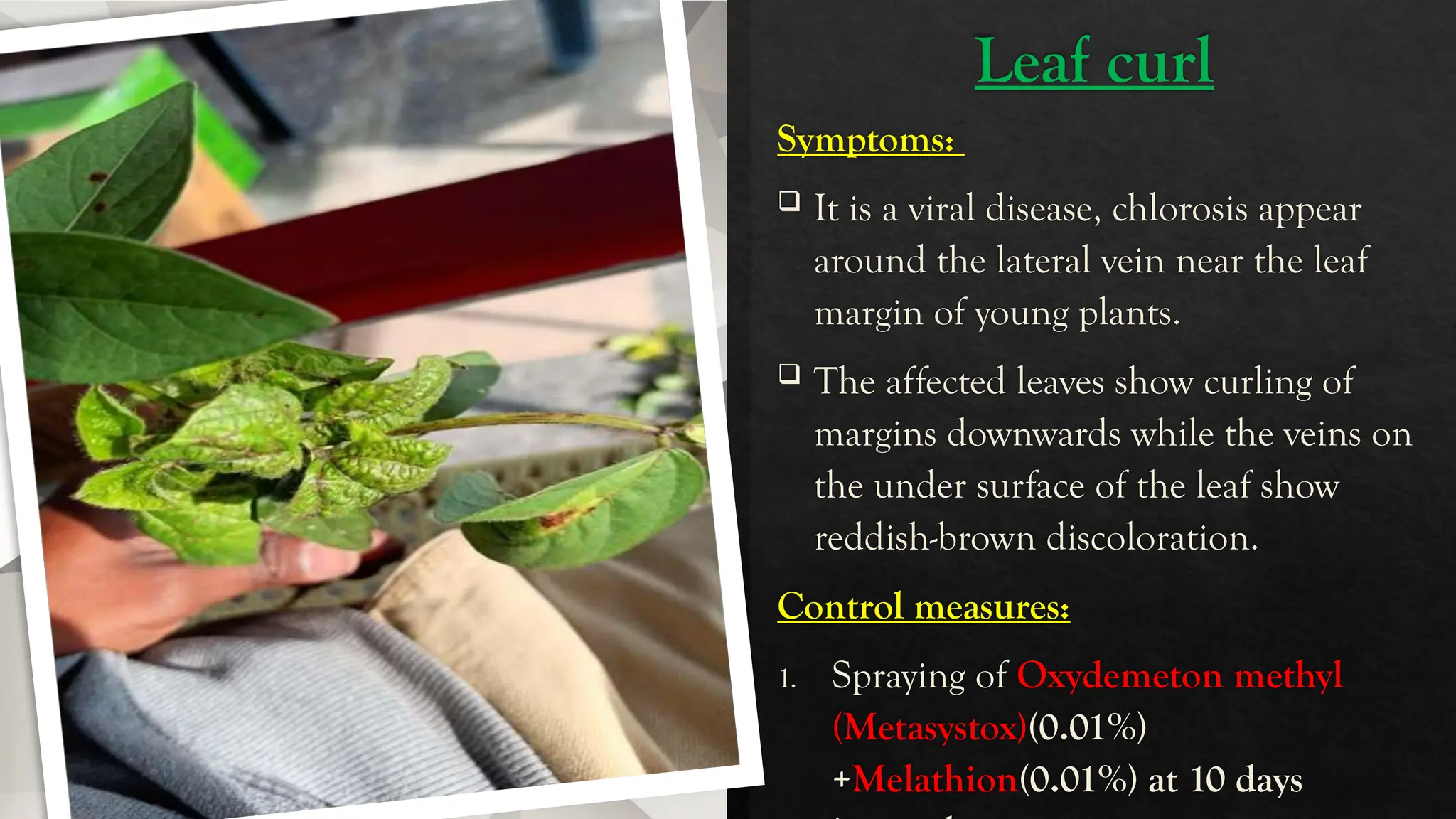 Mungbean_Disease_ & _Pests_Abhishek_.pptx