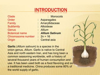 Production technology of garlic ppt credit seminar of abhinay nagori | PPTX