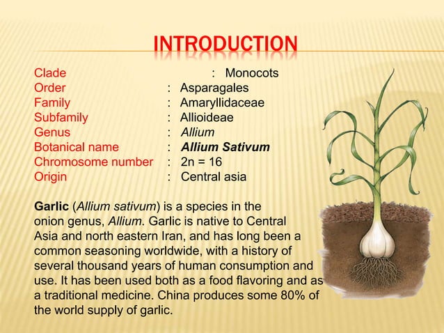 Production technology of garlic ppt credit seminar of abhinay nagori | PPTX