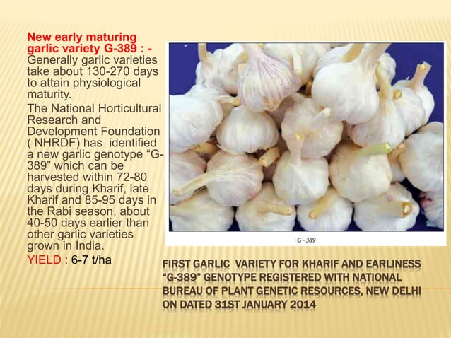 Production technology of garlic ppt credit seminar of abhinay nagori | PPTX