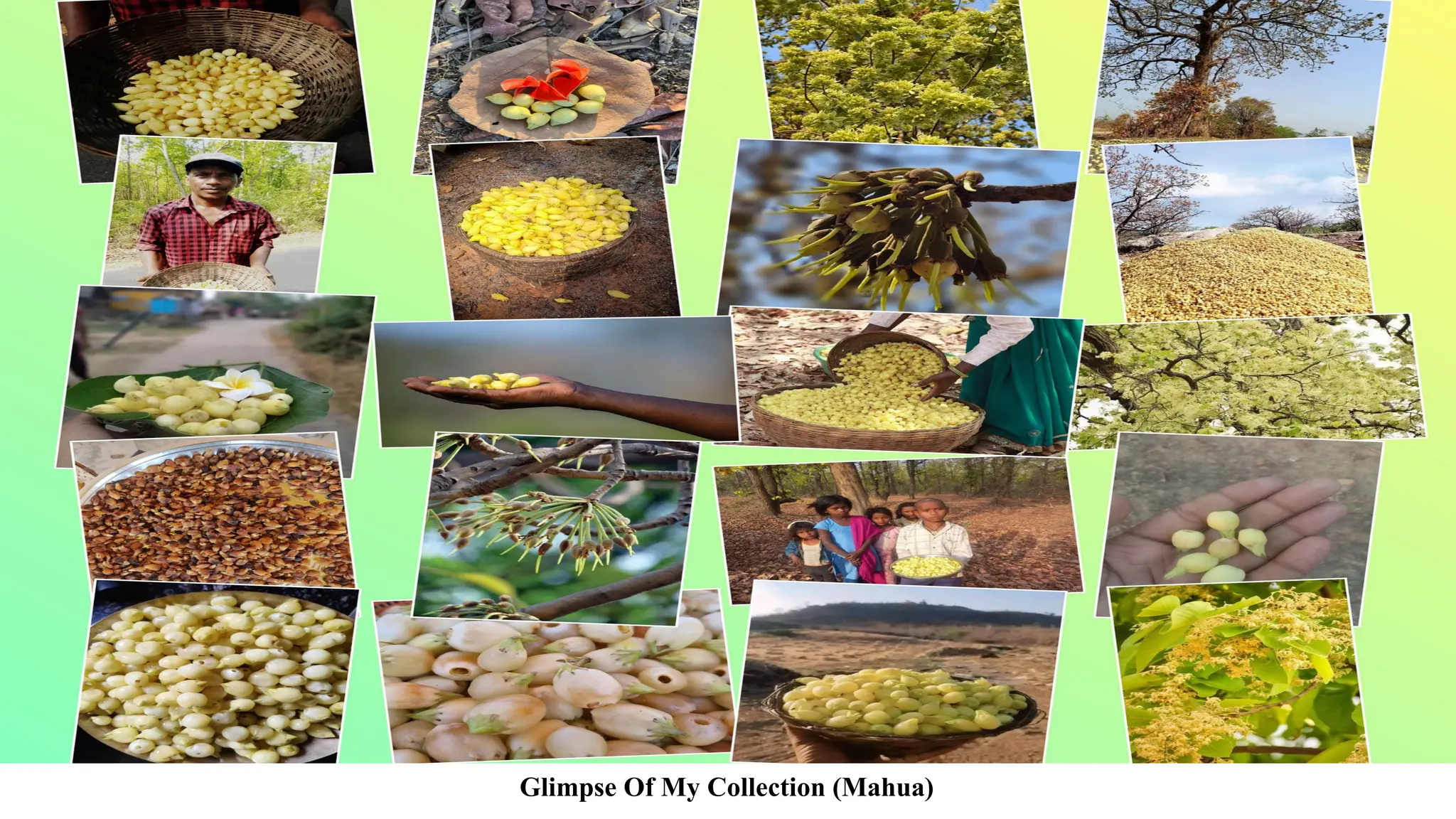 Mahua (𝘔𝘢𝘥𝘩𝘶𝘤𝘢 𝘭𝘰𝘯𝘨𝘪𝘧𝘰𝘭𝘪𝘢) Flower: A Treasure of Non-Timber Forest ...