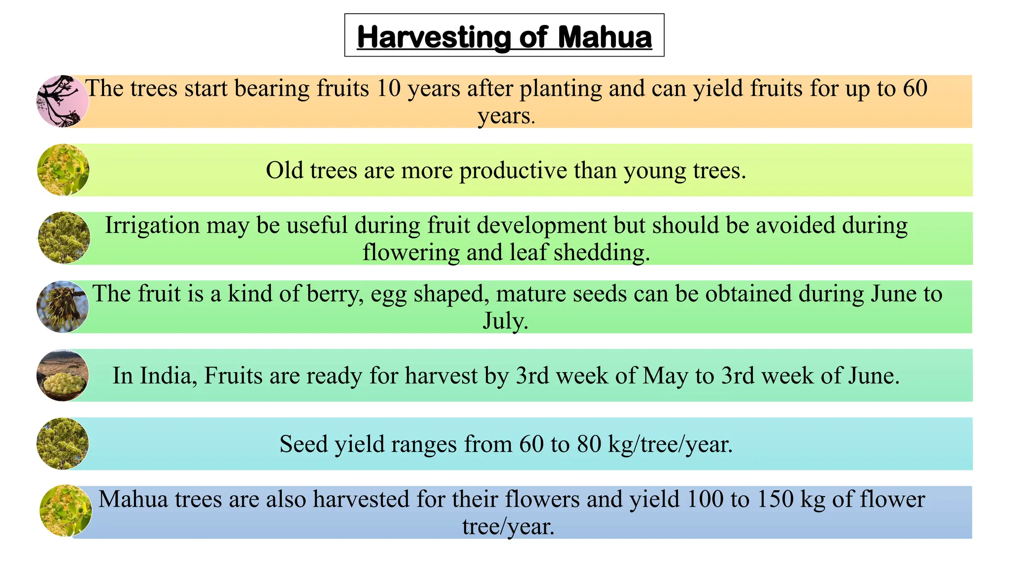 Mahua (𝘔𝘢𝘥𝘩𝘶𝘤𝘢 𝘭𝘰𝘯𝘨𝘪𝘧𝘰𝘭𝘪𝘢) Flower: A Treasure of Non-Timber Forest ...